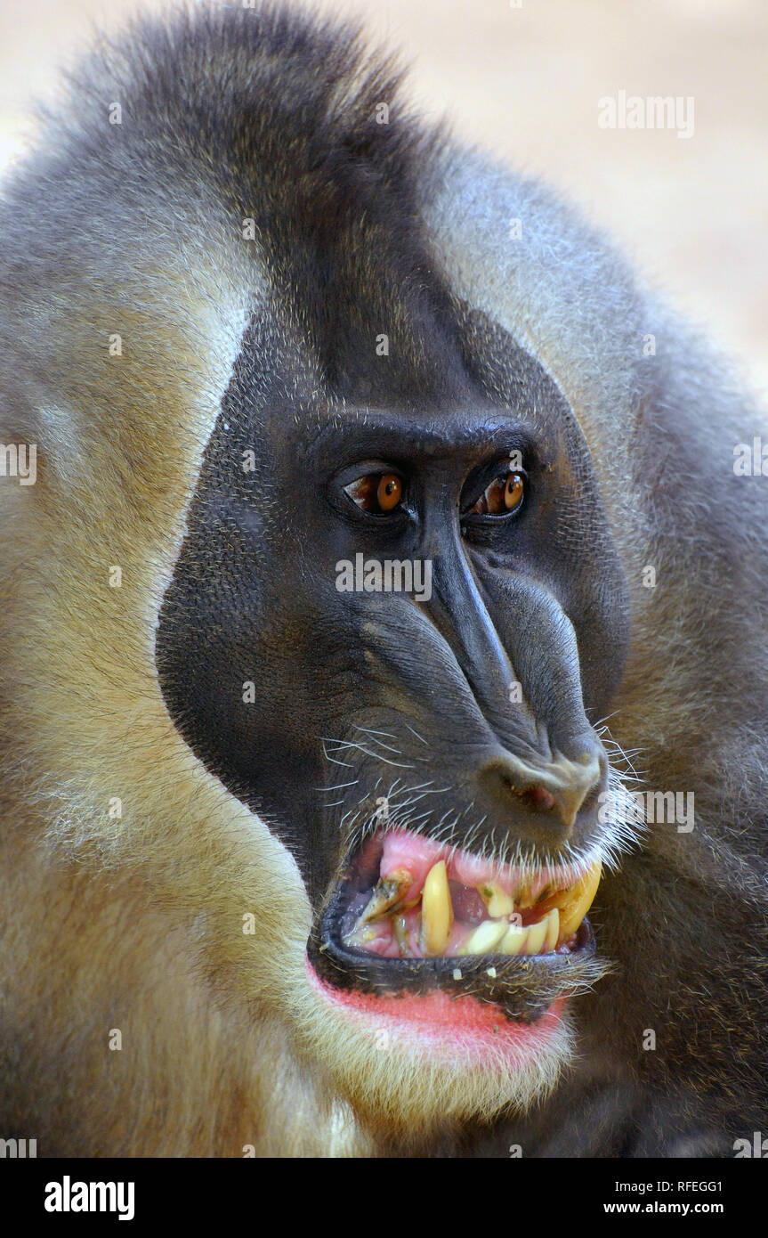 Drill mandrillus leucophaeus hi-res stock photography and images - Alamy