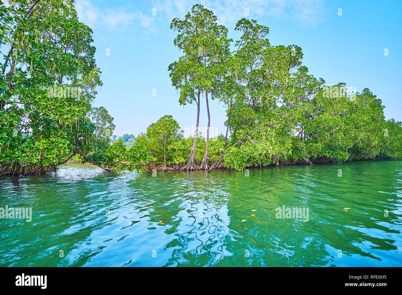 Mangrove prop roots hi-res stock photography and images - Alamy