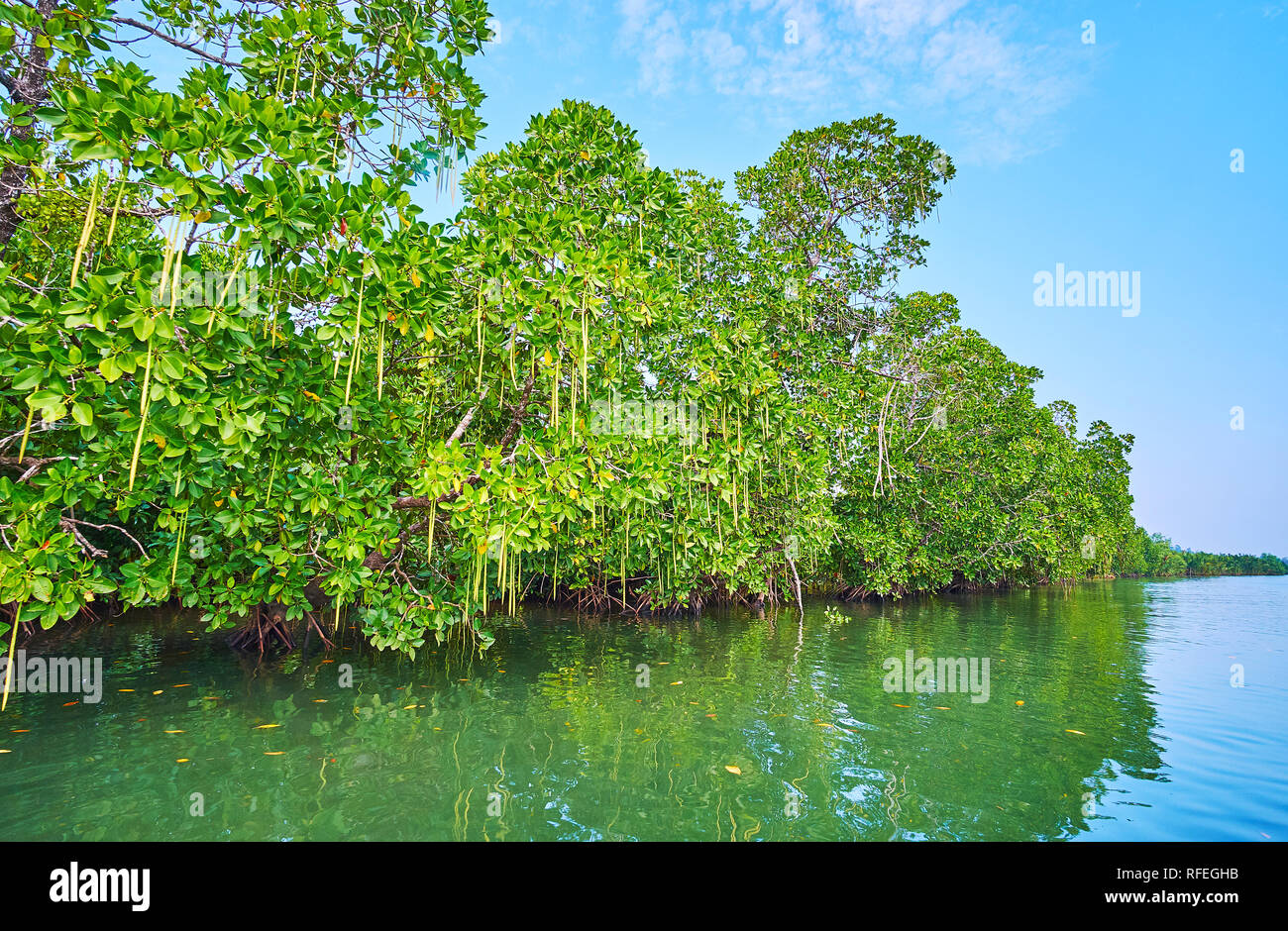 Explore the forest of red mangrove plants on Kangy river, traveling on ...