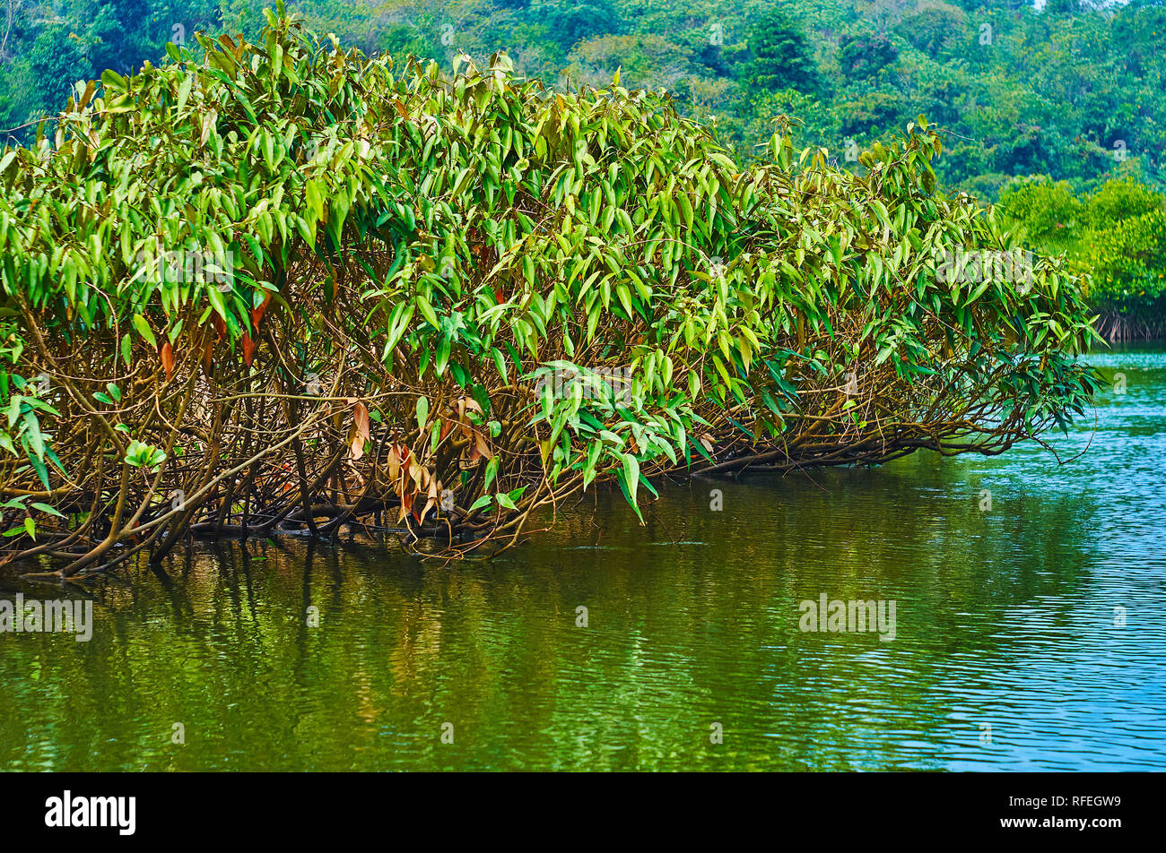 The squat mangrove bushes spread along the water and form impassable ...
