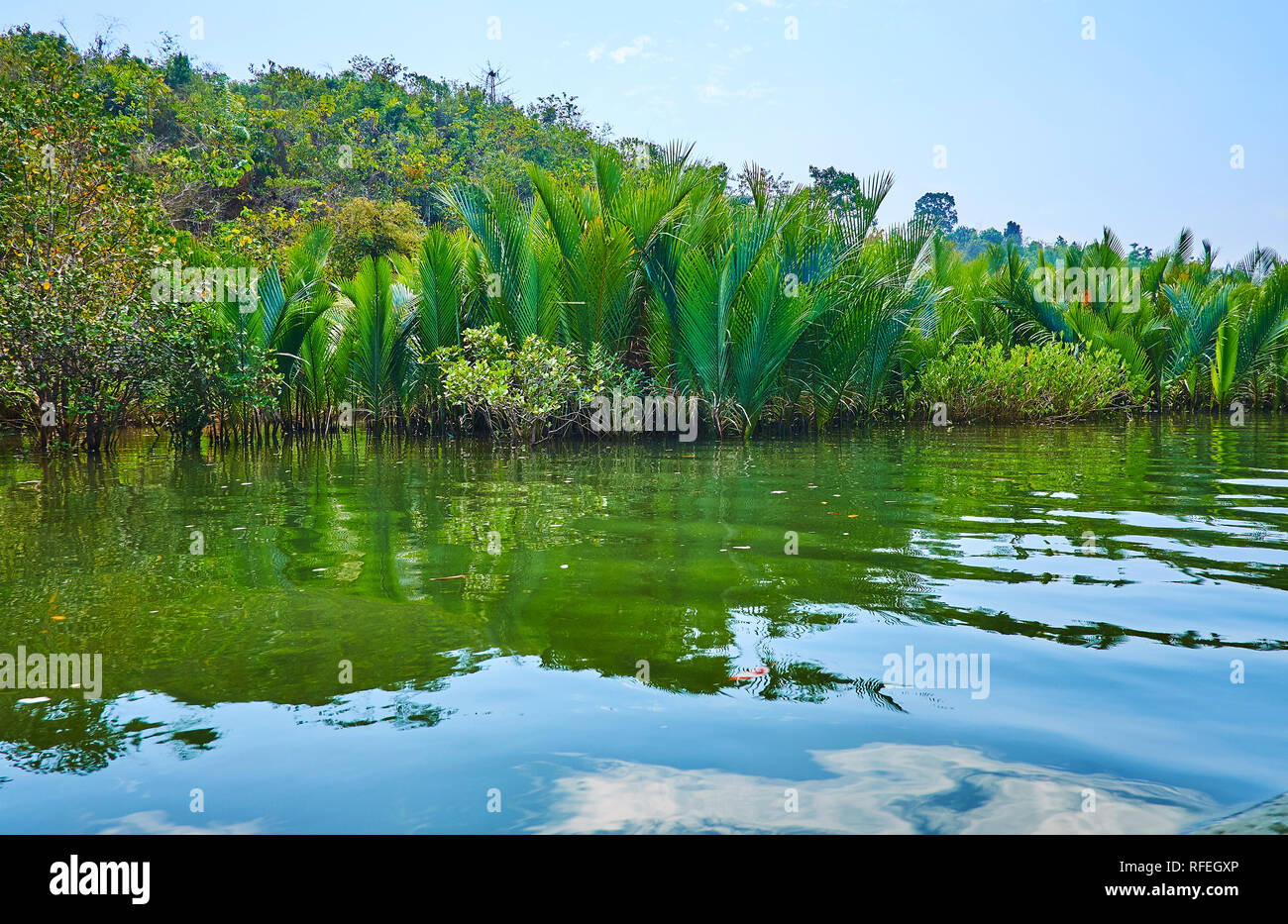 The thicket of green nipa palms on the bank of Kangy river, Chaung Tha ...