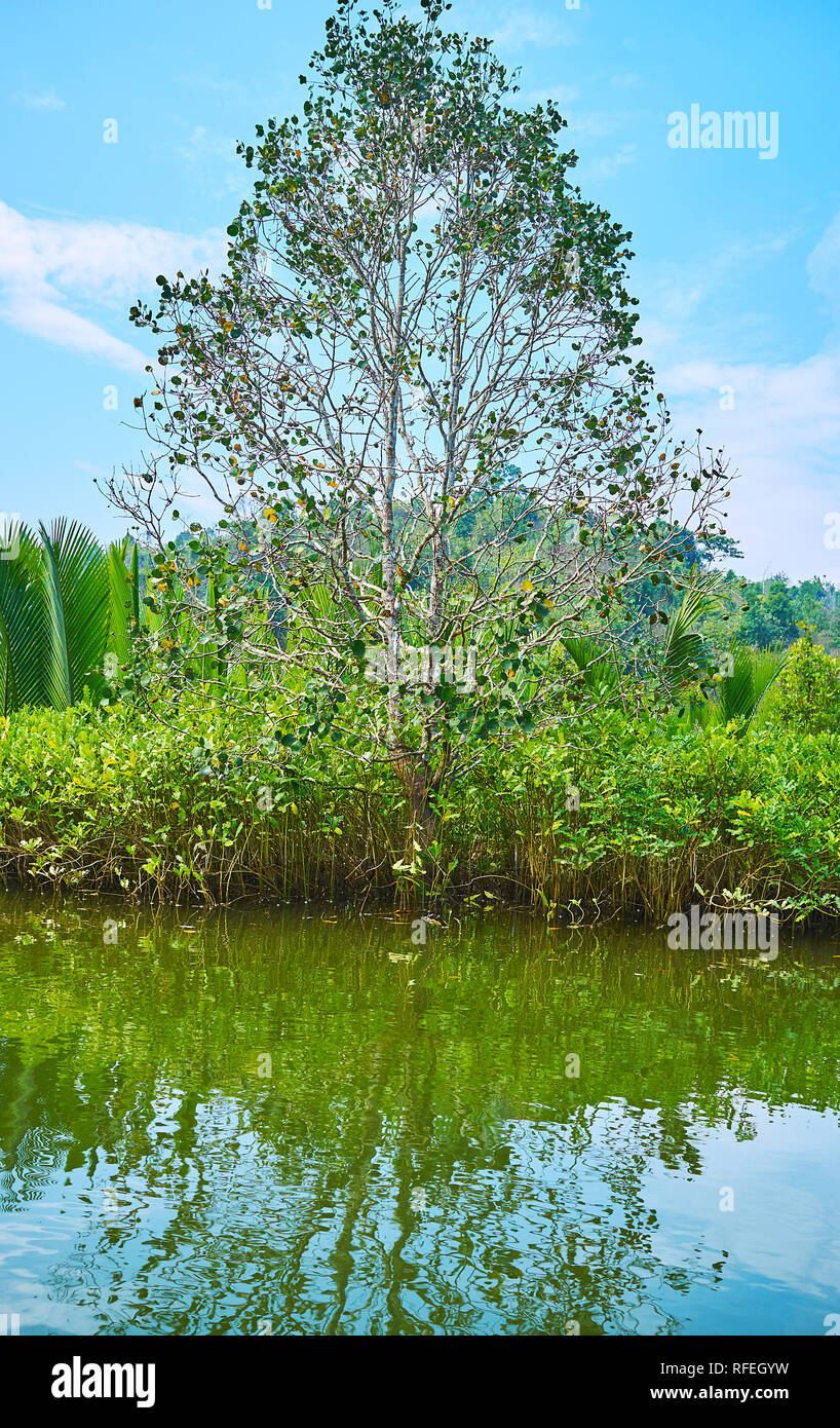 The tall tree among the squat mangrove shrubs on Kangy river, Chaung ...