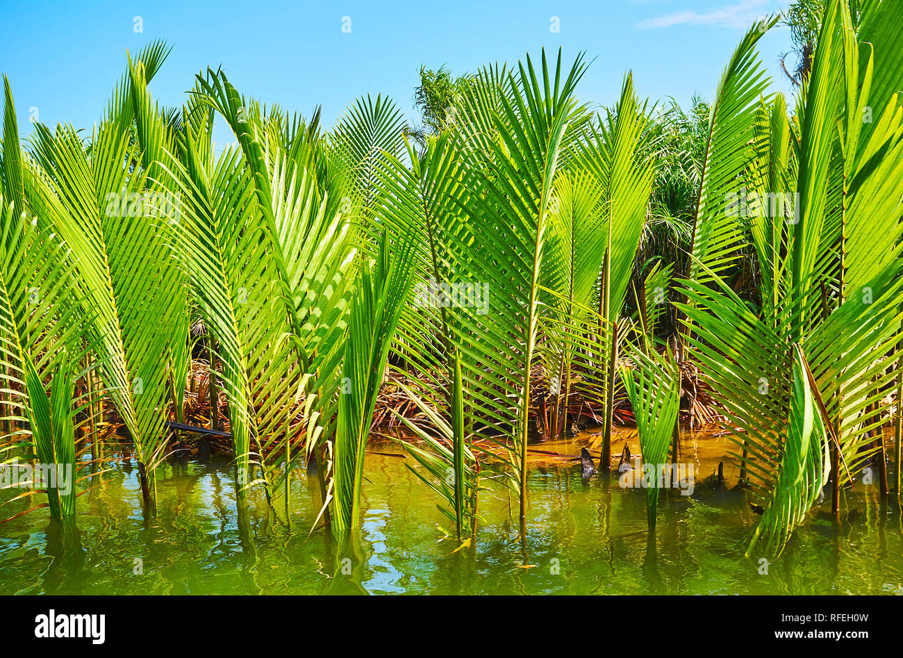 The juicy green young plants of nipa palm, growing in saline waters of ...