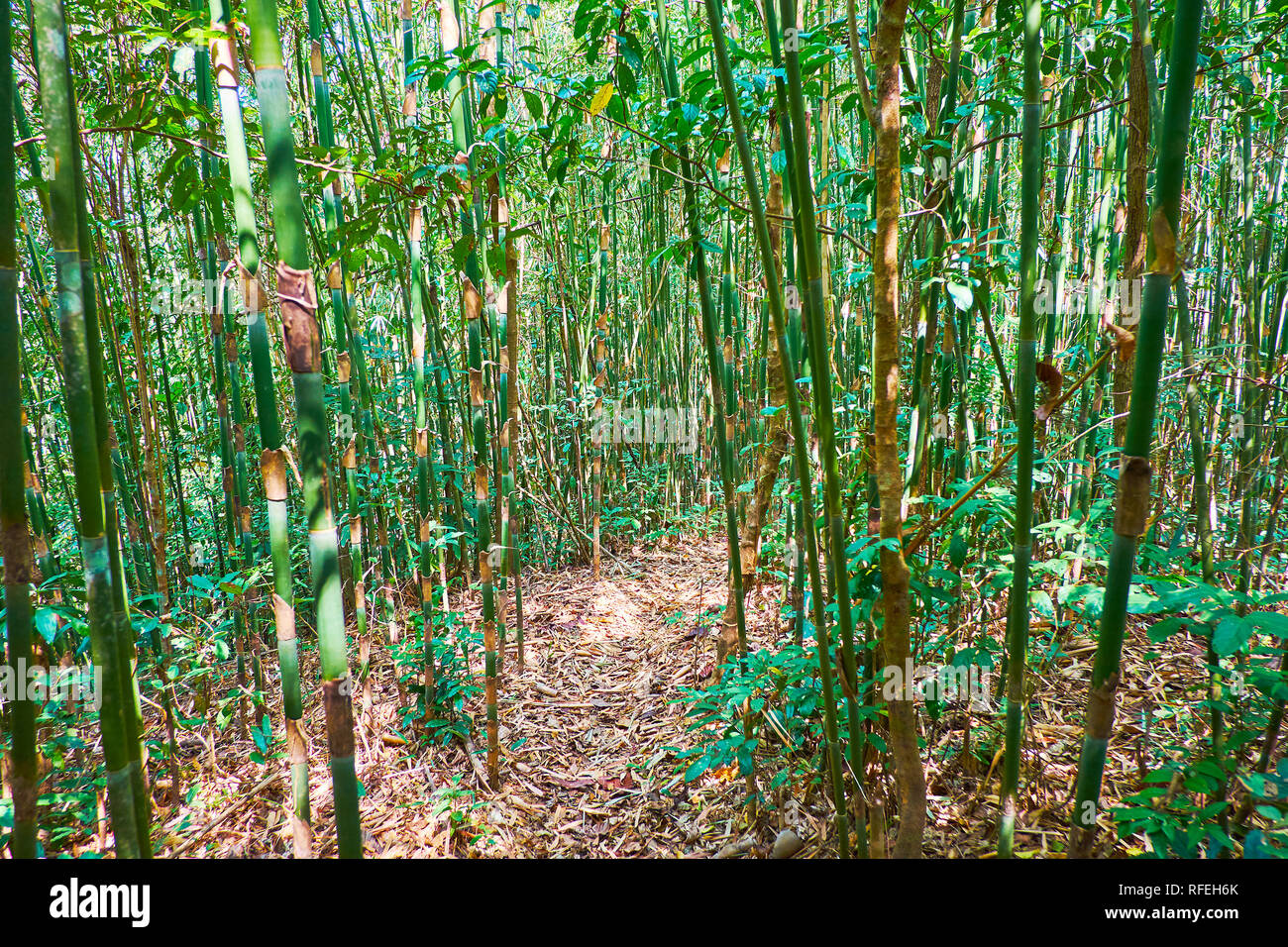Burma forest flora hi-res stock photography and images - Alamy