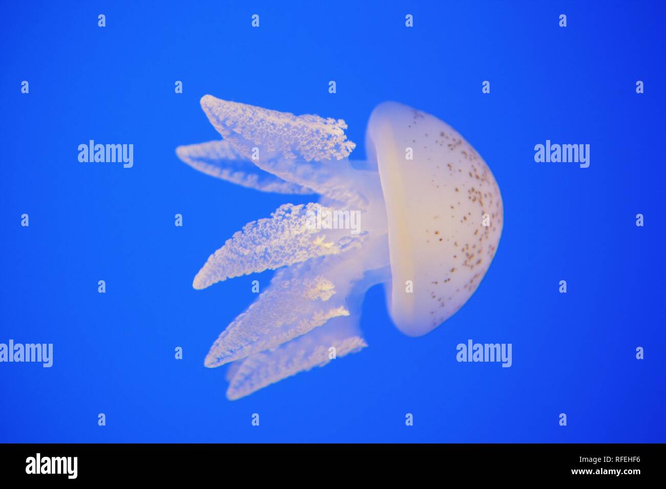Acromitus hi-res stock photography and images - Alamy