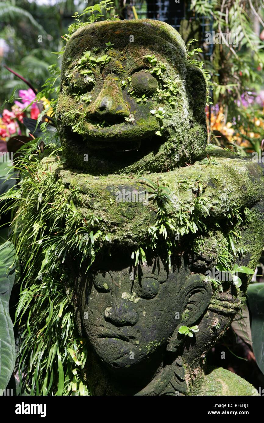 Singapore moss hi-res stock photography and images - Alamy