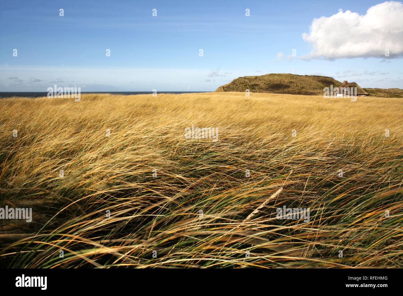 Island of sylt horizontal hi-res stock photography and images - Alamy