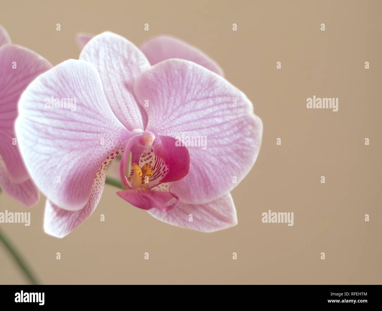 Orchid close up still life Stock Photo - Alamy