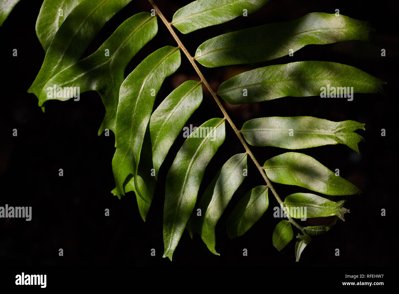 Shadow on leaves hi-res stock photography and images - Alamy