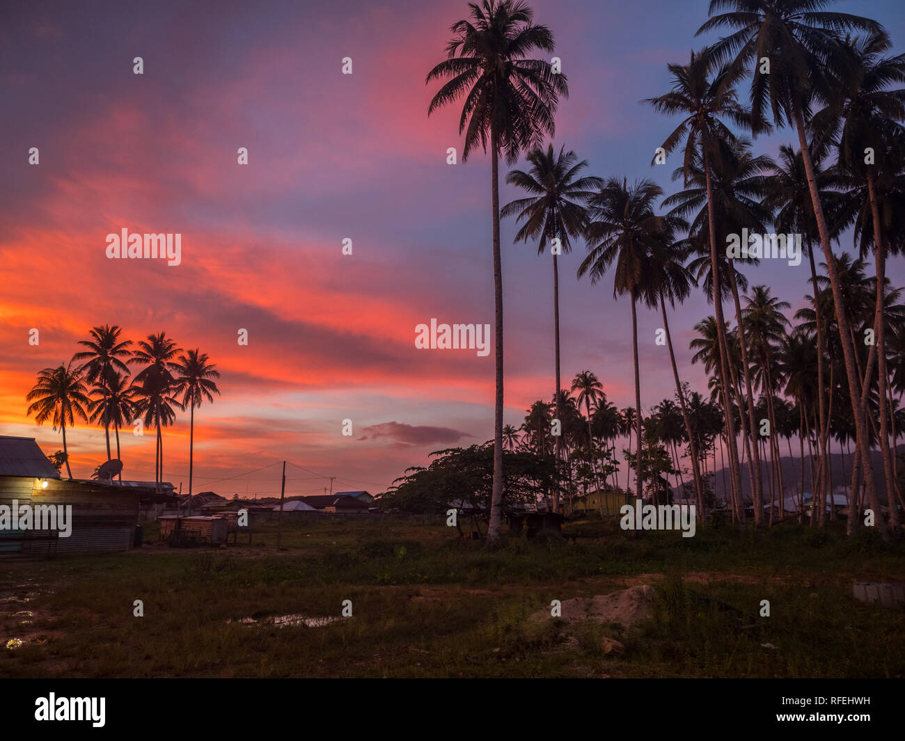 View with silhouettes of palm trees during a tropical sunset, Kaimana ...