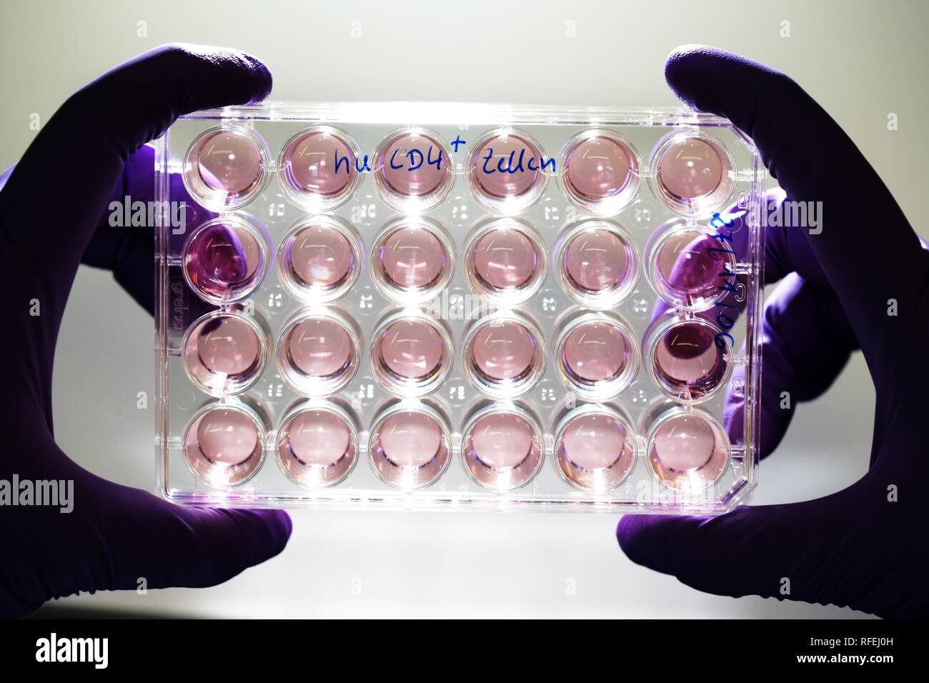 Bio technology in a bio laboratory, analysis of chemical an biological ...