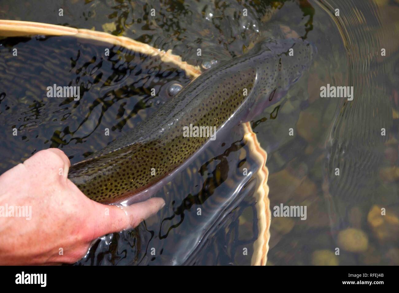 Rainbow Trout Release Stock Photo - Alamy