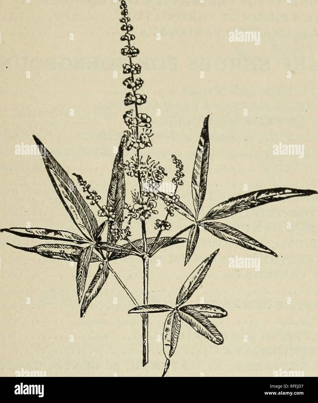 Vitex fruit hi-res stock photography and images - Alamy