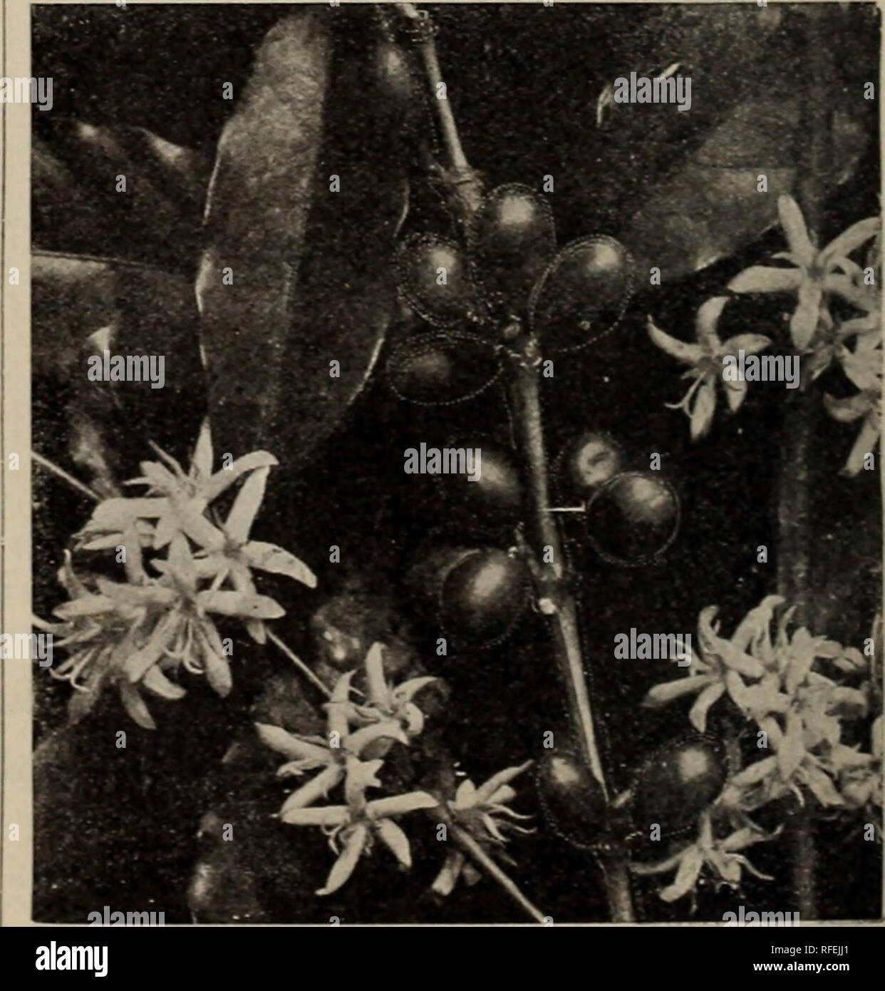 Camphor tree fruit hi-res stock photography and images - Alamy