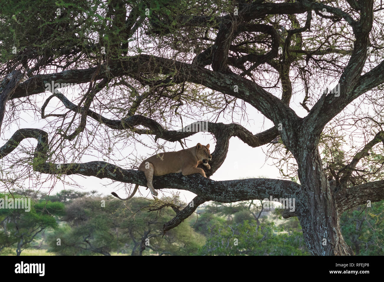 Lion sleep on the tree. Tanzania, Africa Stock Photo - Alamy