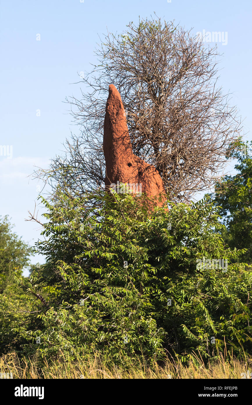 Termite tower hi-res stock photography and images - Alamy