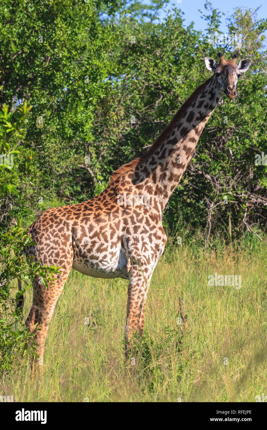 Very large maasai giraffe. Tanzania, Africa Stock Photo - Alamy