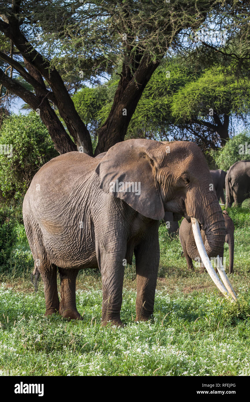 Big elephant large tusks amboseli hi-res stock photography and images ...