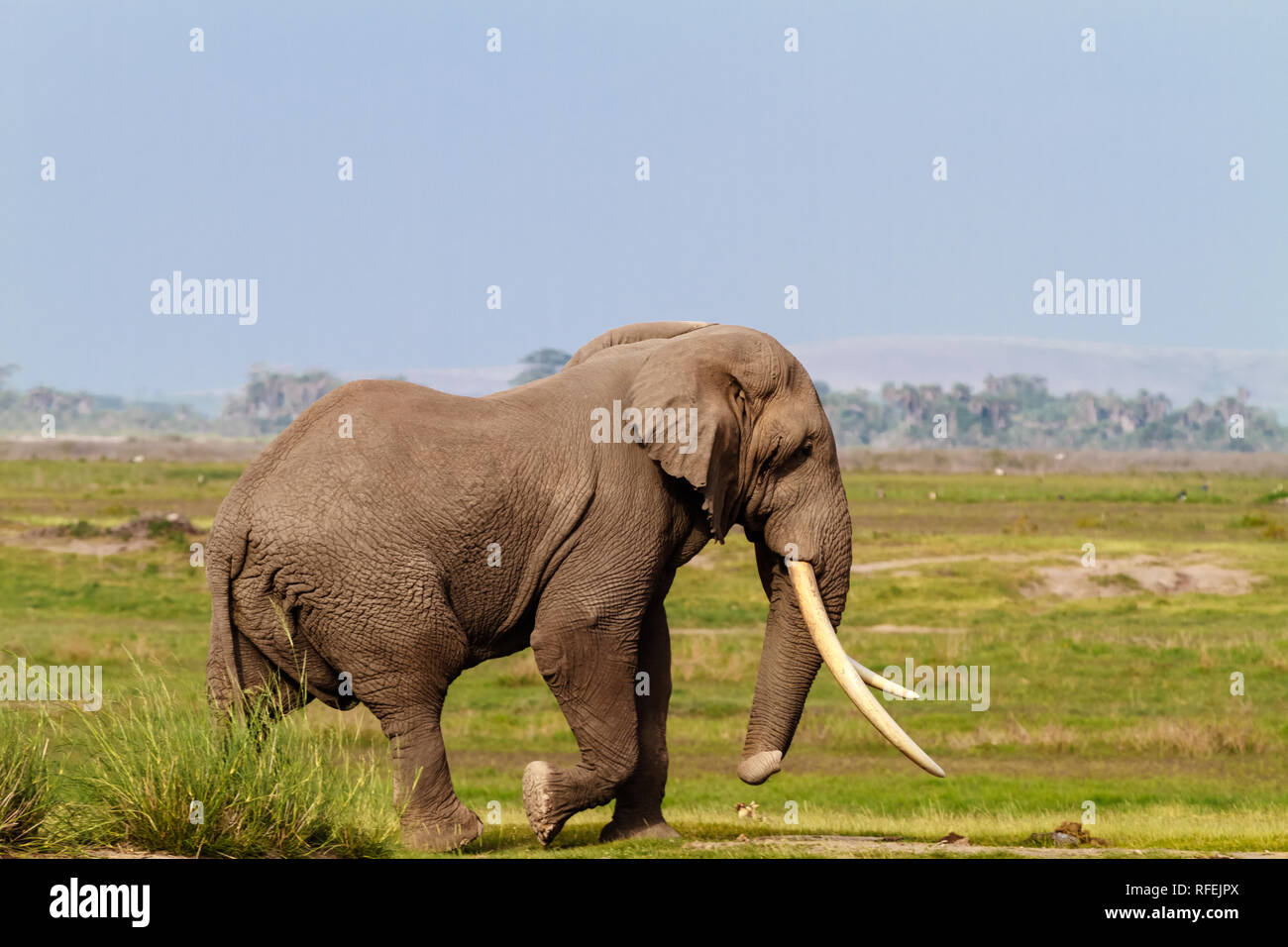 Big african elephant in dry savanna. Kenya, Africa Stock Photo - Alamy