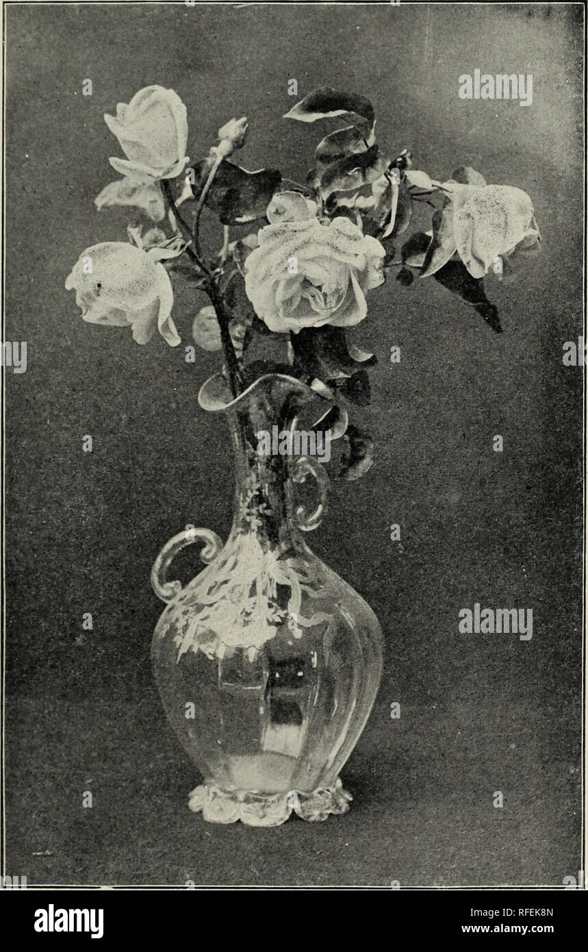 . Illustrated and descriptive book of field grown, own root roses for ...