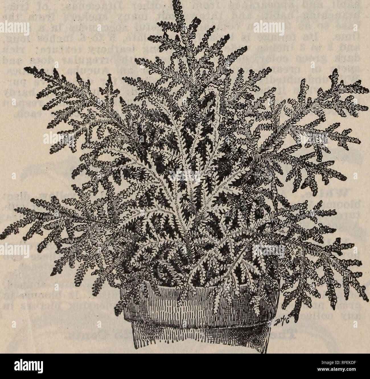 Variegated table fern hi-res stock photography and images - Alamy