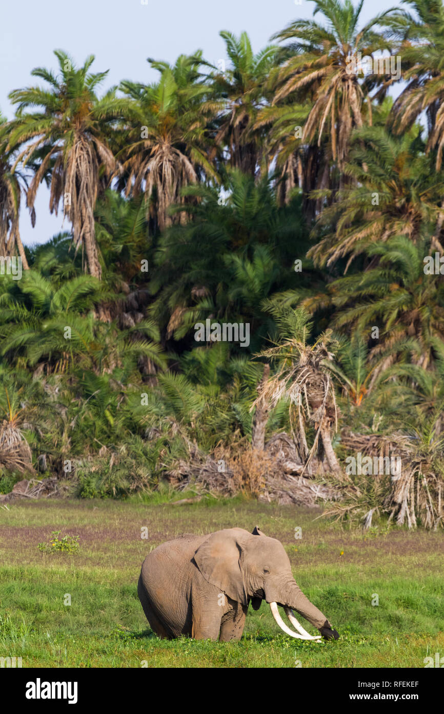 Huge elephant hi-res stock photography and images - Alamy