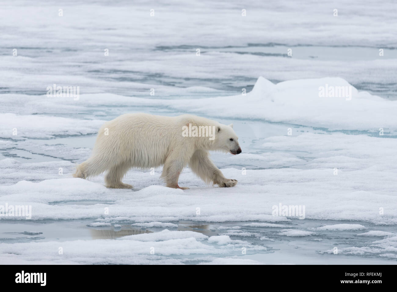 Polar bear (Ursus maritimus) going on the pack ice north of Spitsbergen ...
