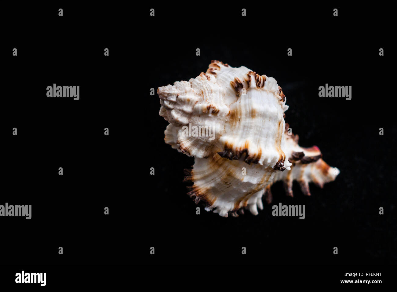 Murex Ramosus. Seashell Comb Venus a dark background. Seashell Crest ...
