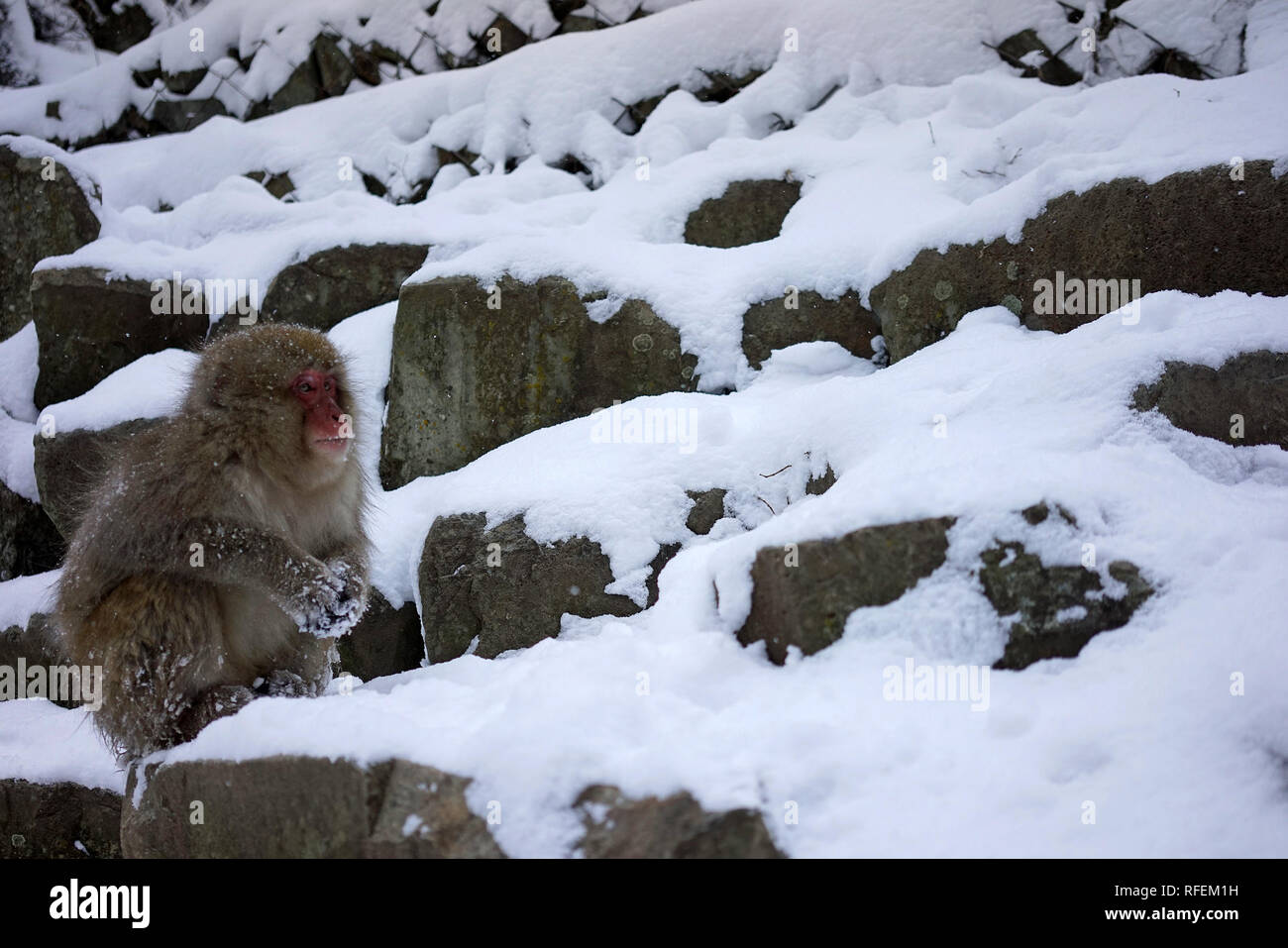 Baby snow monkey hi-res stock photography and images - Alamy