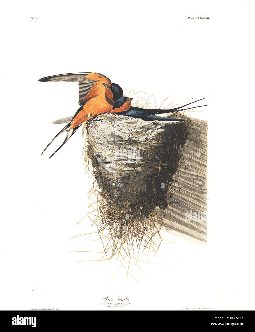 Flying swallow drawing hi-res stock photography and images - Alamy