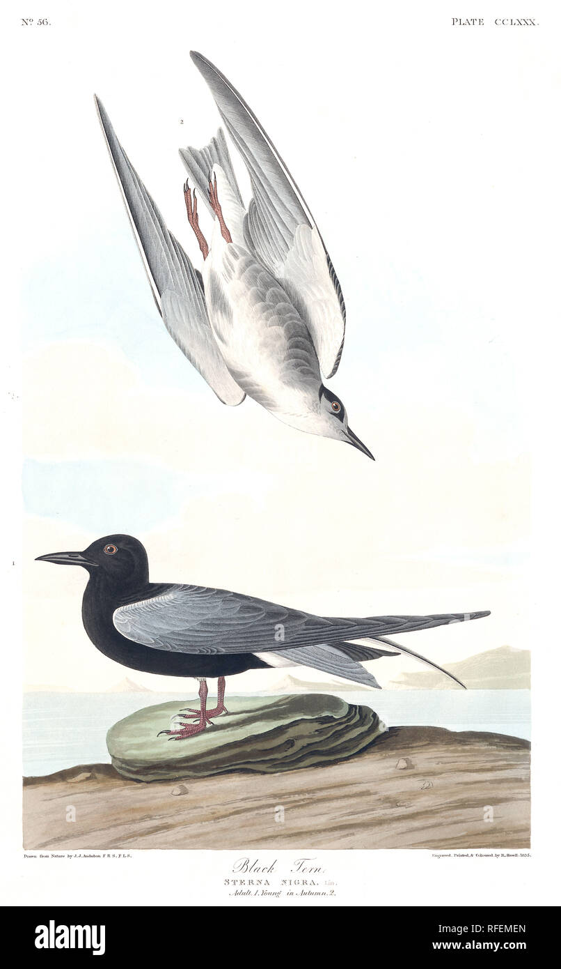 Flying tern drawing hi-res stock photography and images - Alamy