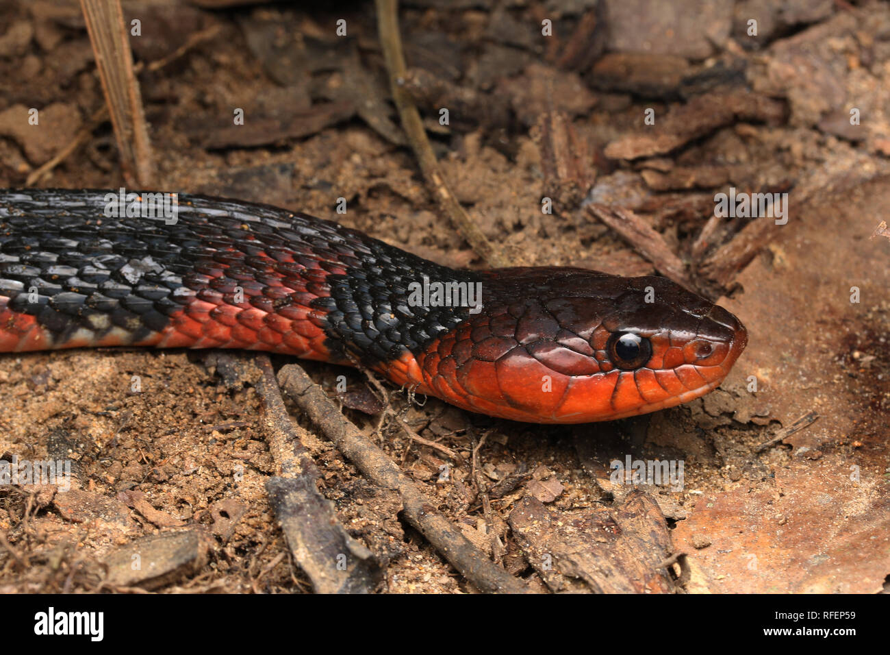 Keelback snakes hi-res stock photography and images - Alamy