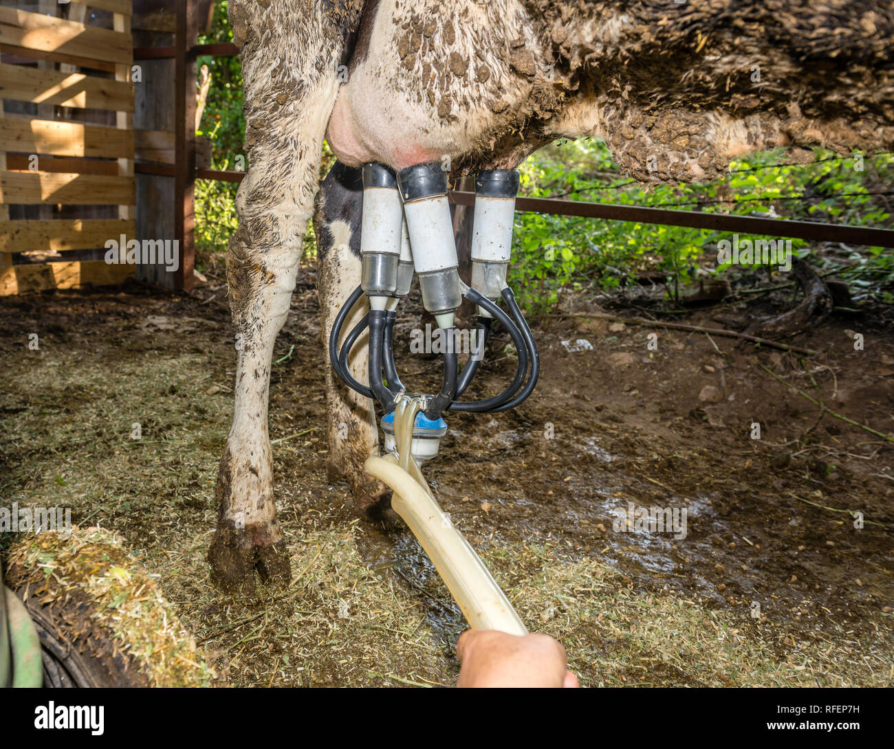Automatic cow milking machine hi-res stock photography and images - Alamy
