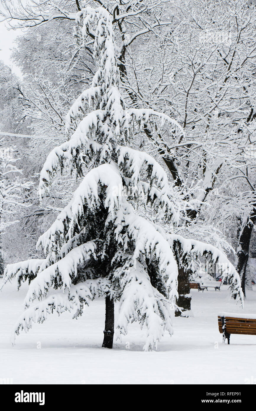 Fir park hi-res stock photography and images - Alamy