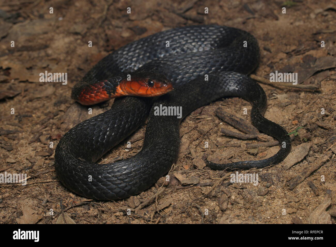 Keelback snakes hi-res stock photography and images - Alamy