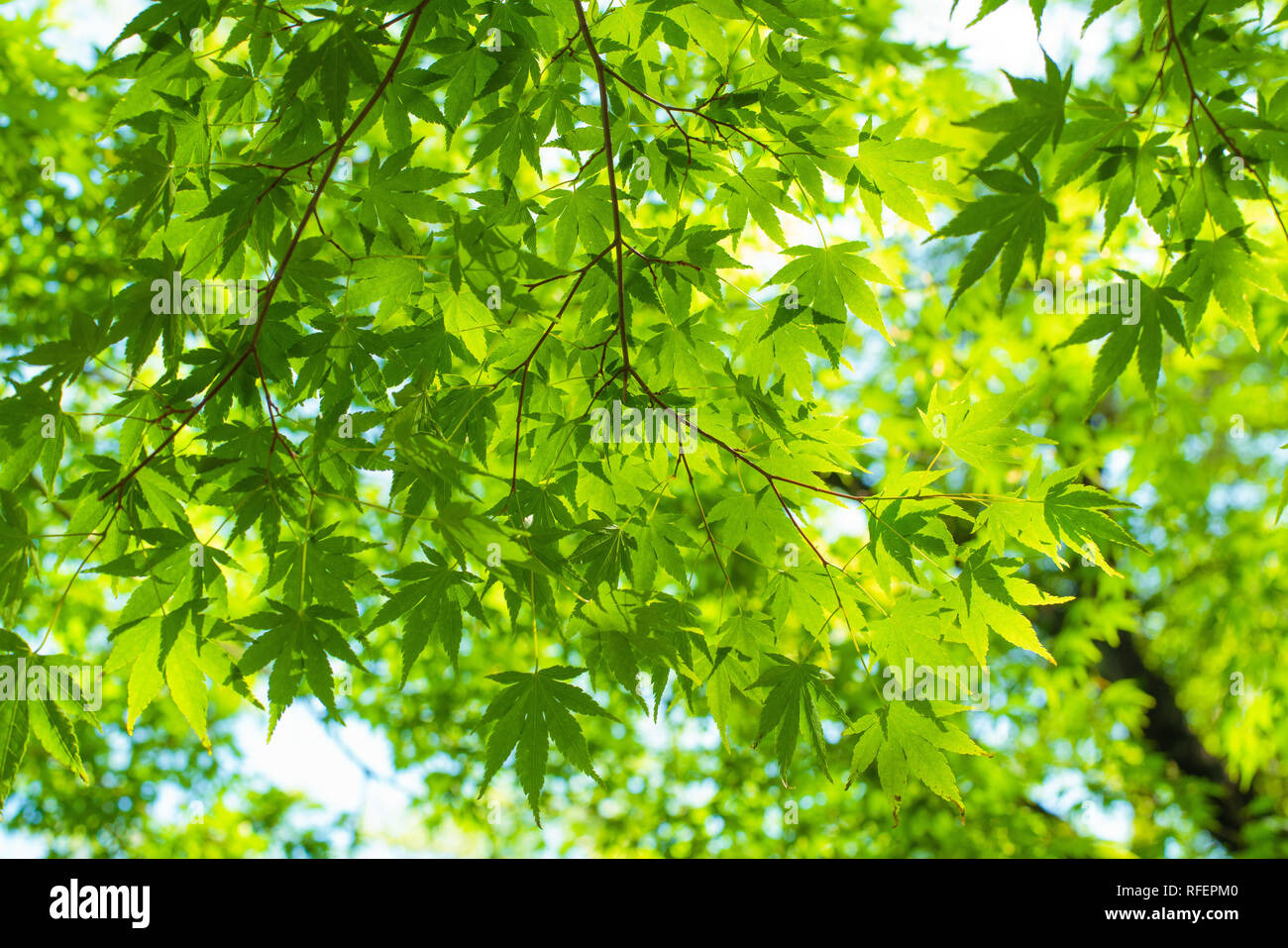 Green maple leaf background, shade, light and shadow Stock Photo - Alamy