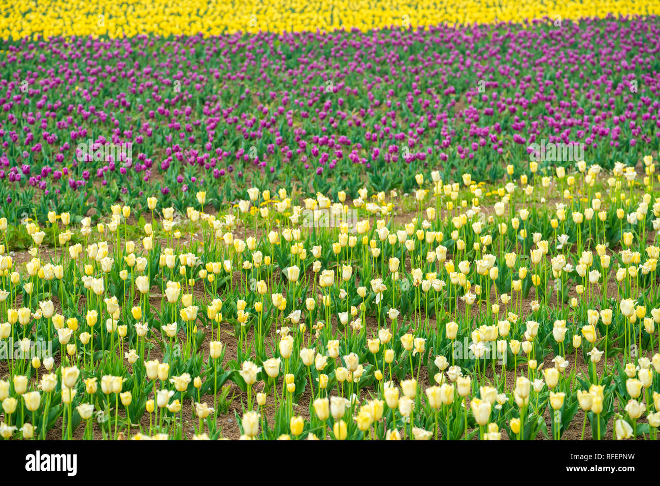 Colorful tulips field, outdoor place , nature field Stock Photo - Alamy