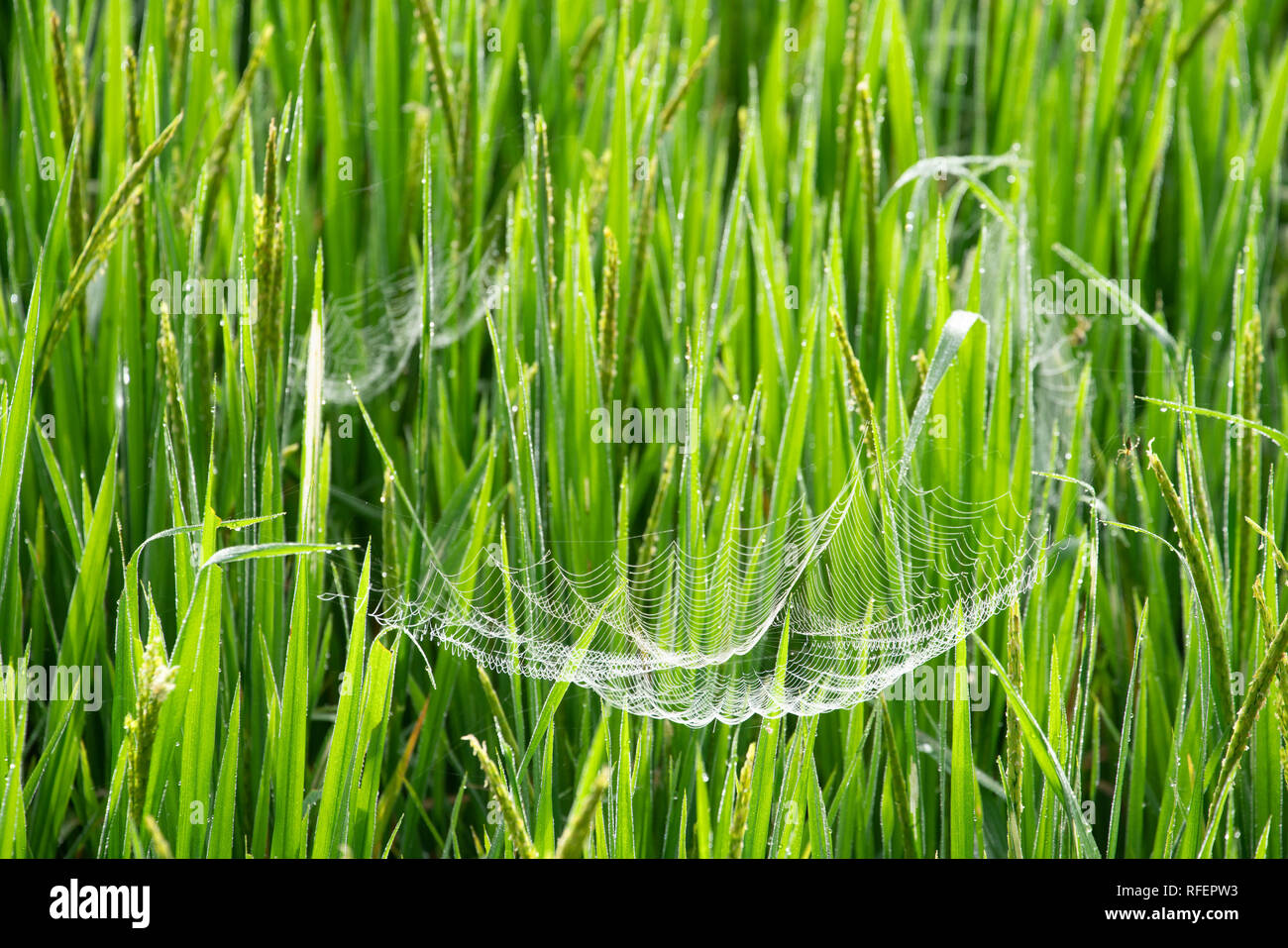 rice field nature sunny with spider web Stock Photo - Alamy