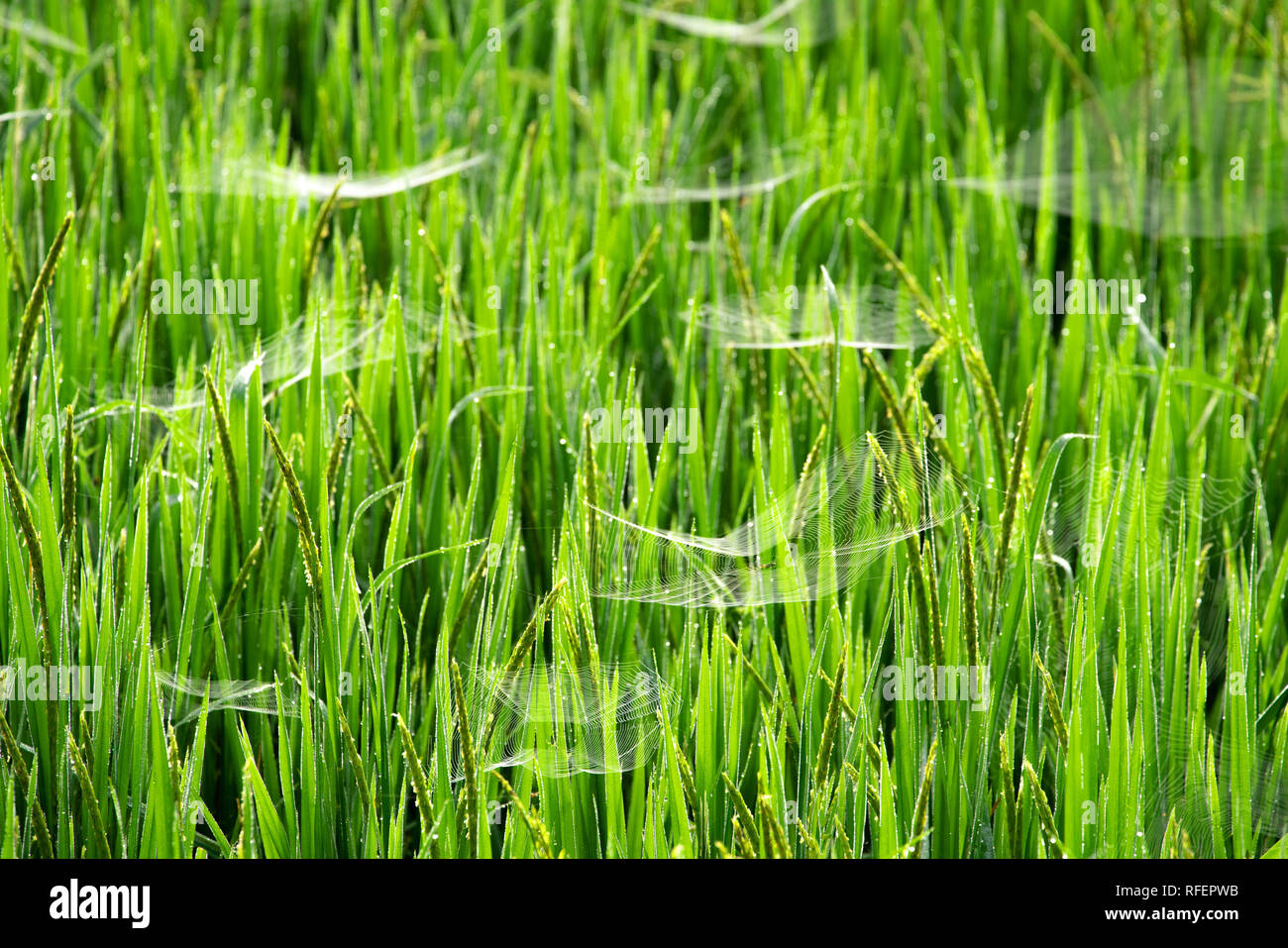 rice field nature sunny with spider web Stock Photo - Alamy