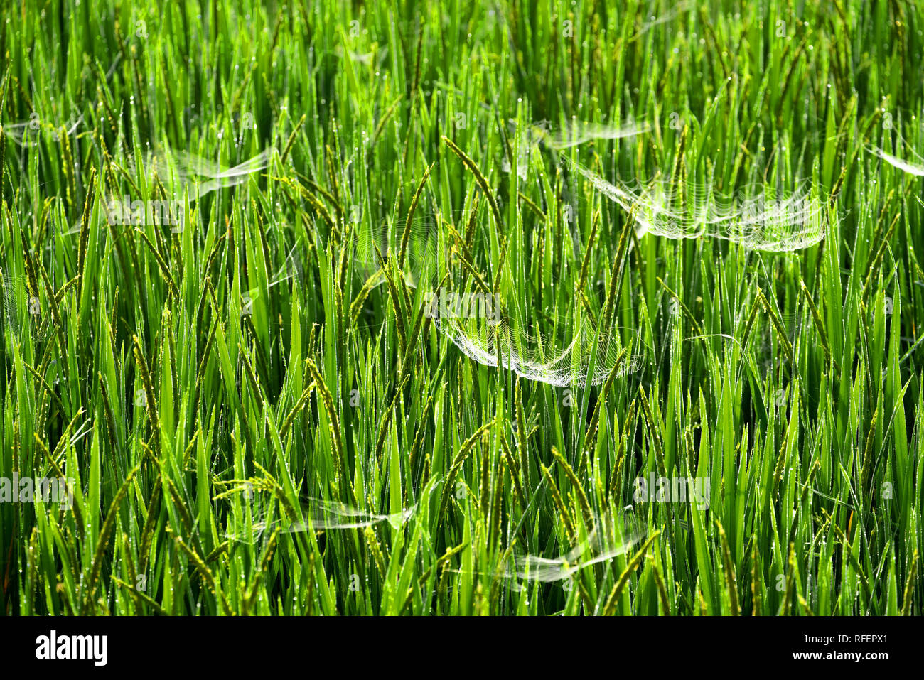 rice field nature sunny with spider web Stock Photo - Alamy