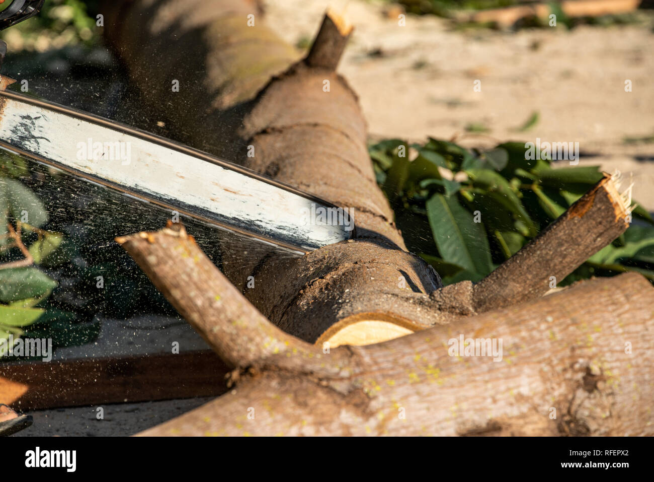 Worker cutting log with chainsaw Stock Photo - Alamy