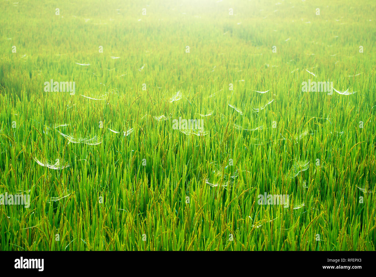 rice field nature sunny with spider web Stock Photo - Alamy