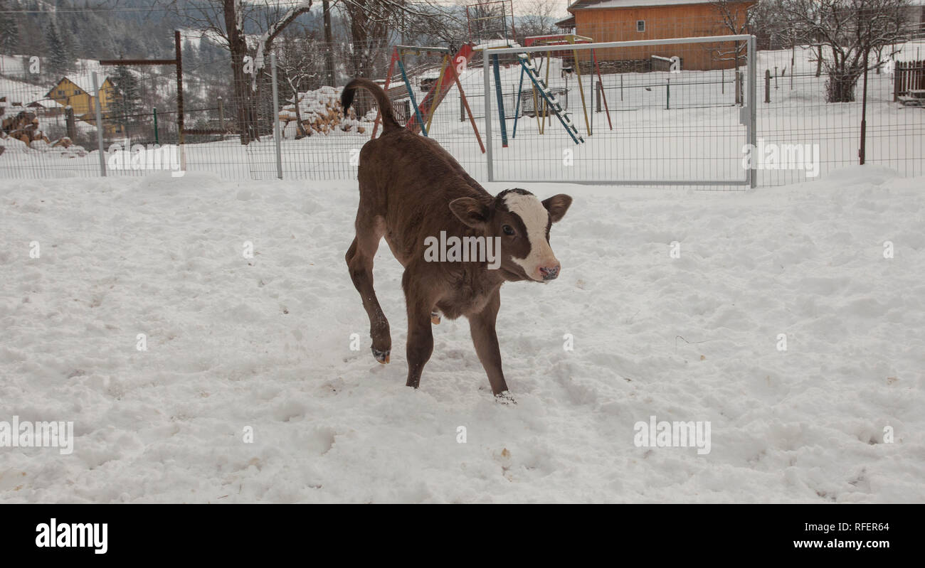 Cow jumping hi-res stock photography and images - Alamy
