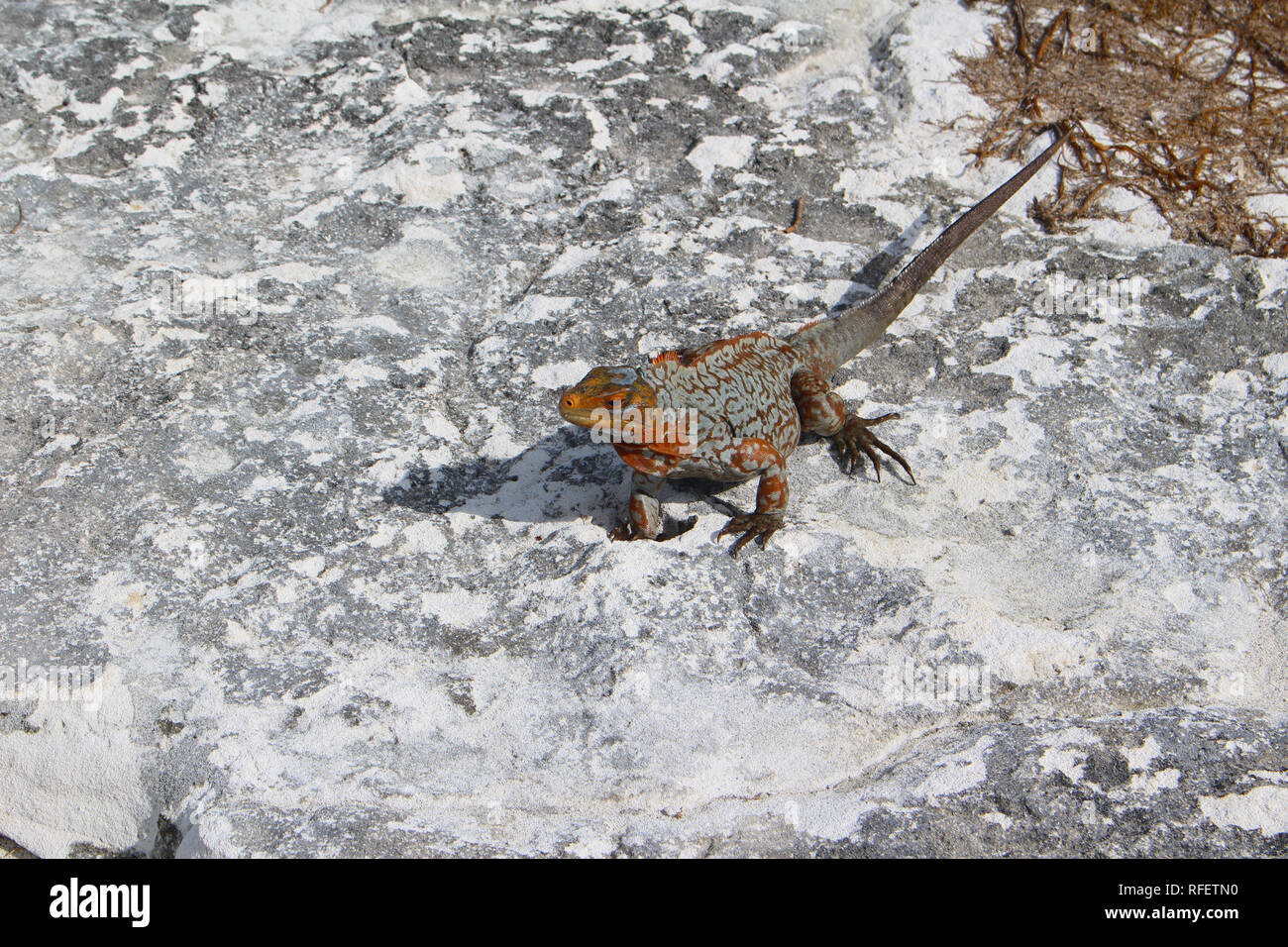 White cay iguana hi-res stock photography and images - Alamy