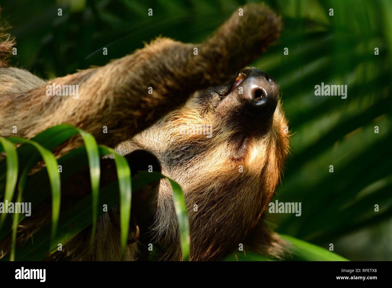 sleeping beautiful Two-toed sloths (Choloepus hoffmanni) in Thai zoo ...