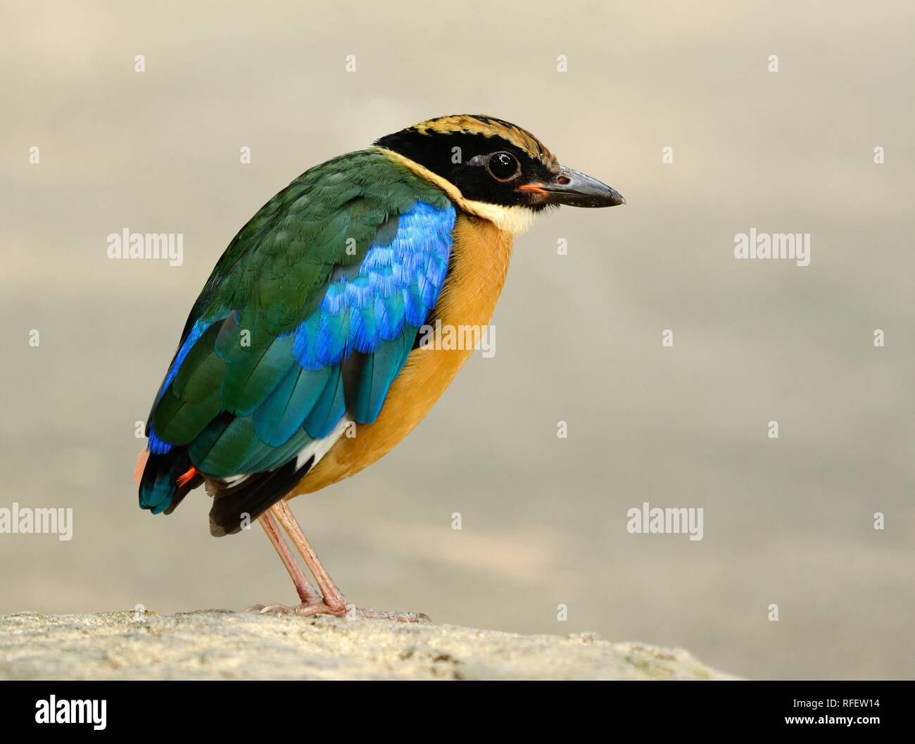 beautiful Blue-winged Pitta(Pitta moluccensis) in Thai forest Stock ...