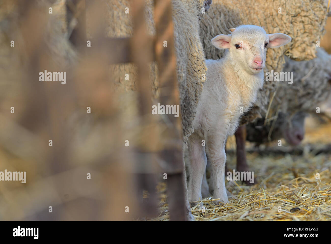 Little baby lamb in barn hi-res stock photography and images - Alamy