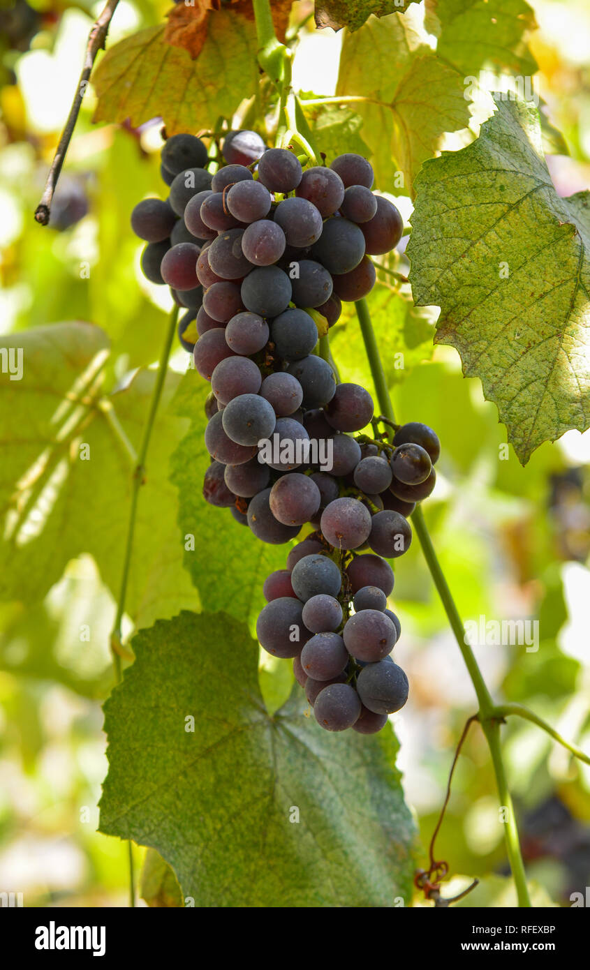 Red grape cluster with leaves at autumn in Tbilisi, Georgia Stock Photo ...