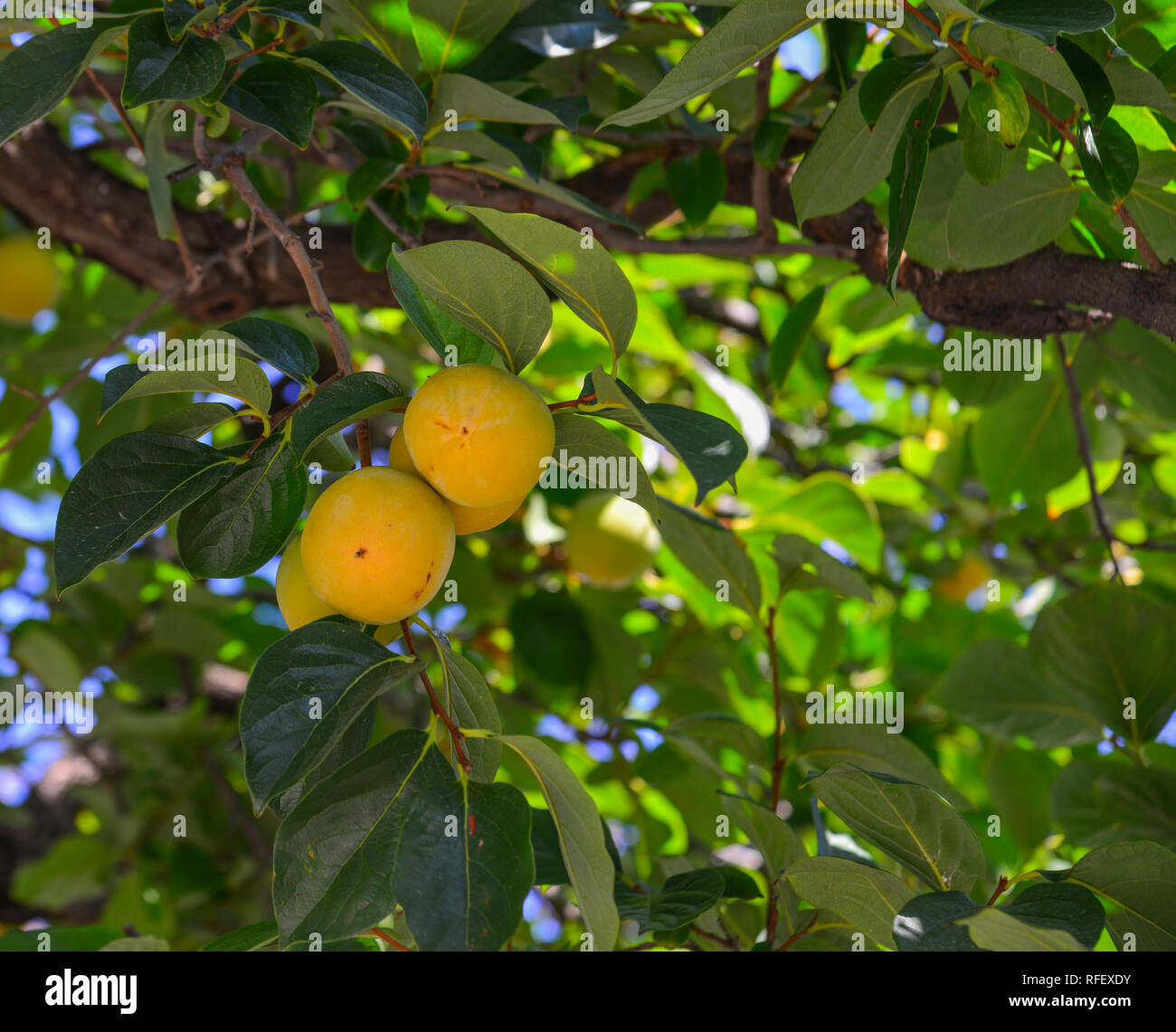 Persimmon fruits on the tree at autumn in Tbilisi, Georgia Stock Photo ...