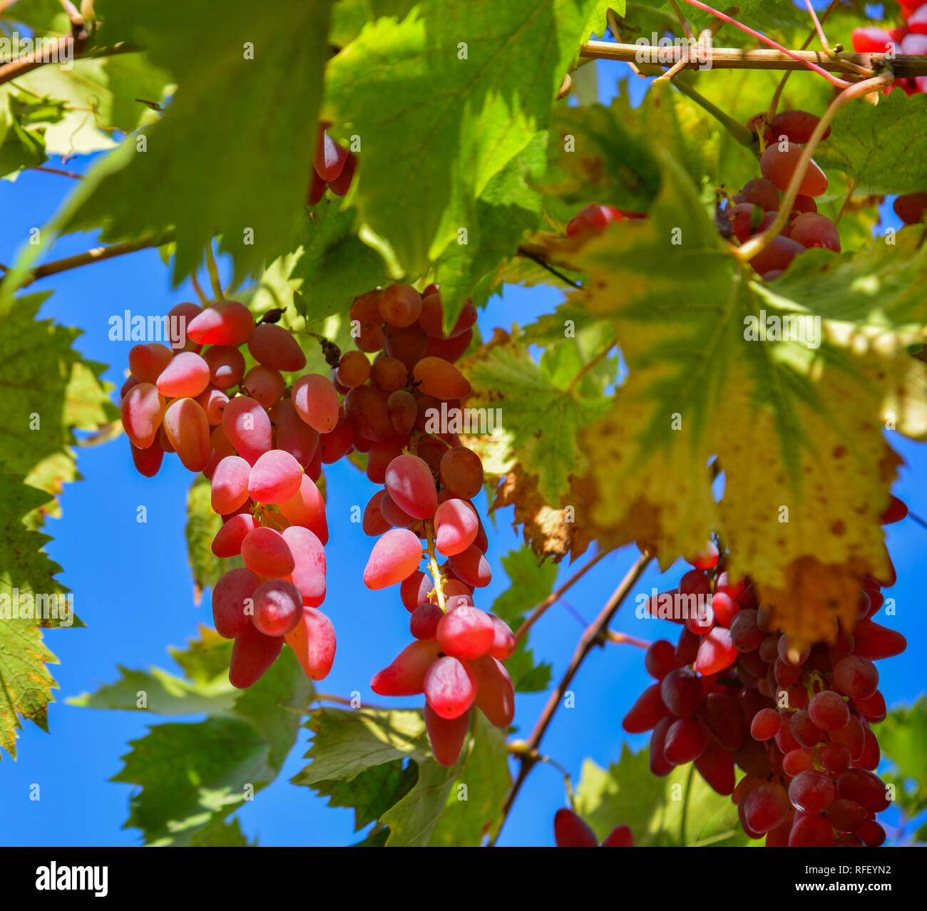 Red grape cluster with leaves at autumn in Tbilisi, Georgia Stock Photo ...